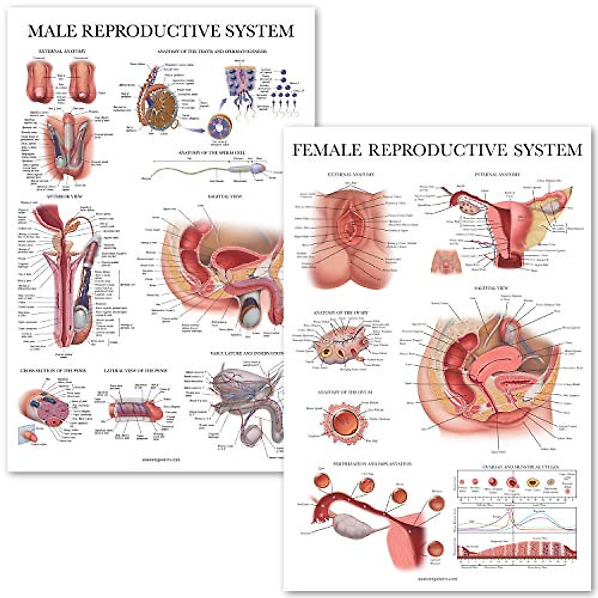 Palace Learning 2 Pack Male & Female Reproductive System Anatomical Charts - Male & Female Anatomy Poster Set - 18" x 24"