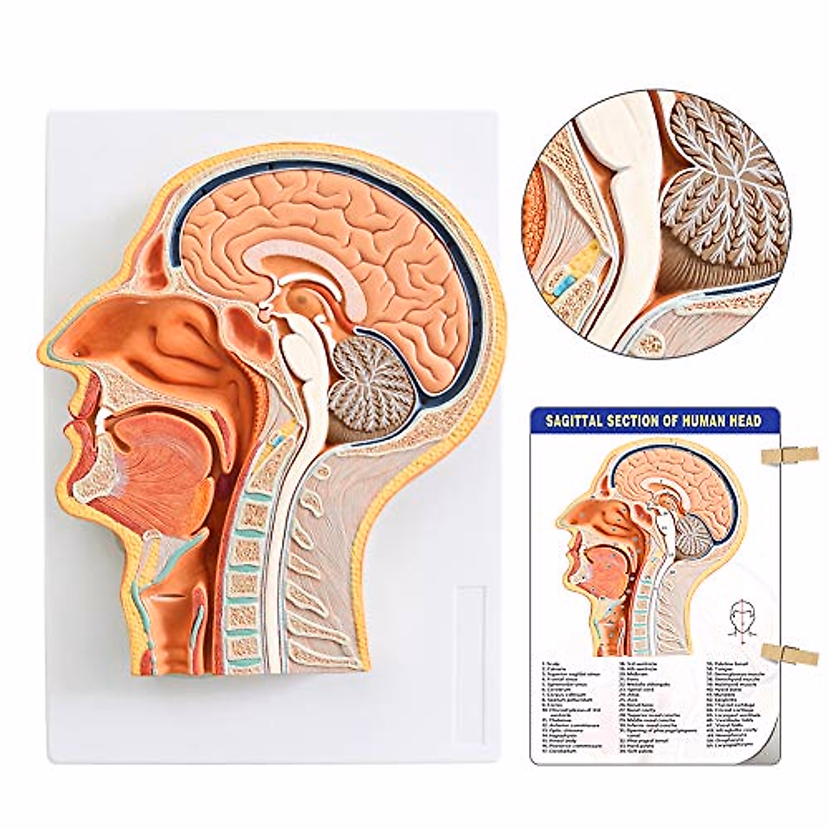Evotech Scientific Human Relief Median Section Head Model, Head and Brain Model, Medical Head Brain Neck Median Section Study Model, Natural Size, Oral and Nasal, Larynx & Pharynx Model