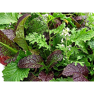 This is a Mix!!! 2000+ Seeds Microgreens Mix 40 Varieties - About 1 oz. - Superfood Seeds Heirloom Non-GMO Delicious Easy to Grow! from USA Fresh and Tested Seeds!