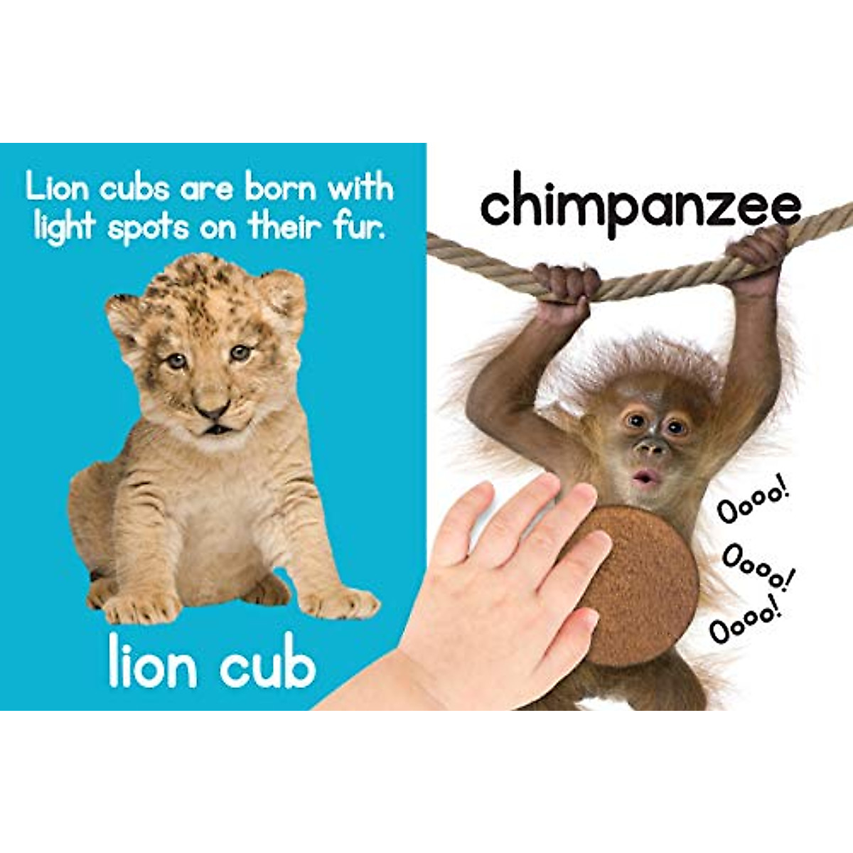 Adorable Animals - Touch and Feel Board Book - Sensory Board Book