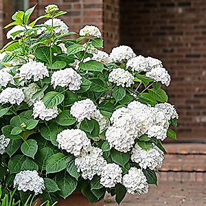 QAUZUY GARDEN 50 Hydrangea Seeds White Hortensia - Attractive Hardy Perennial Flowering Shrub Bush Tree - Fast-Growing Striking Showy Accent Landscape Plant