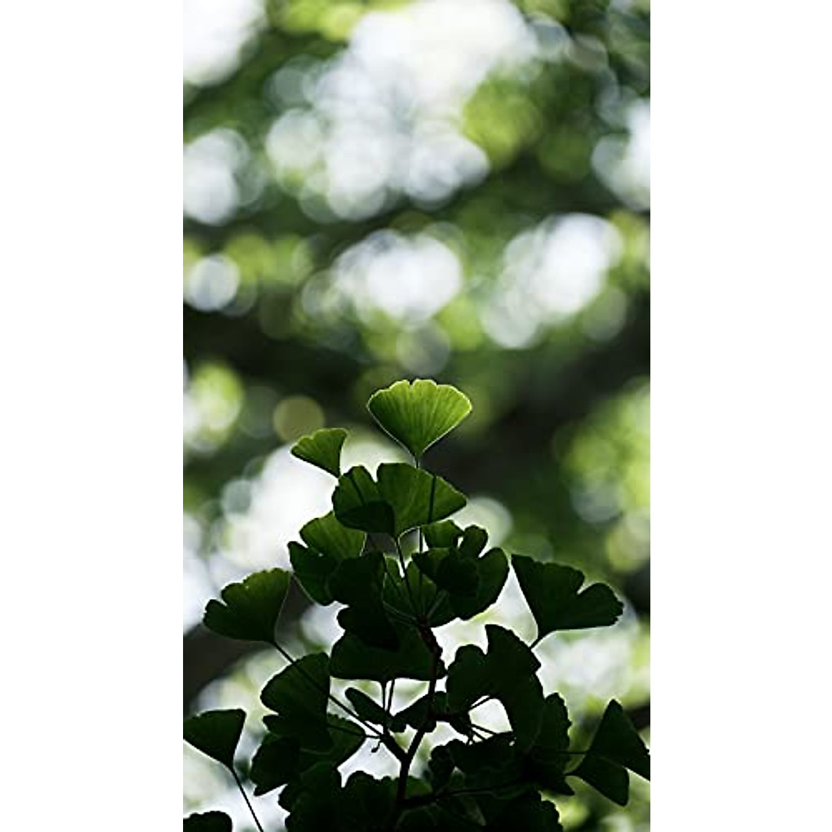 Jurassic Ginkgo | Tree Seed Grow Kit | The Jonsteen Company