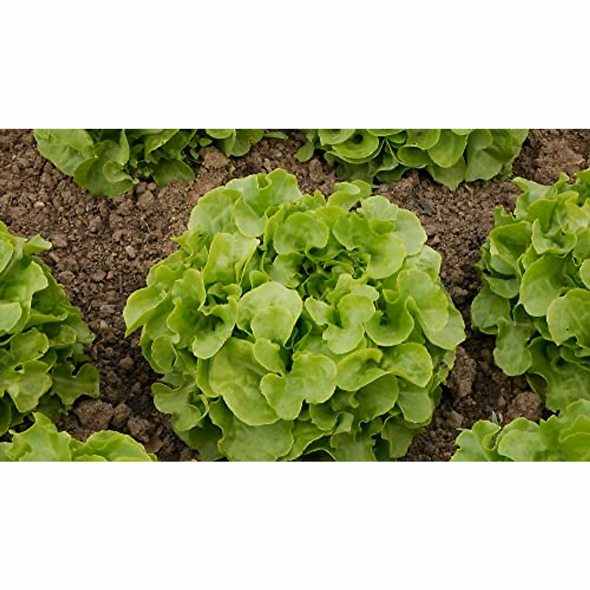 Oakleaf Leaf Lettuce Seeds for Planting, 1000+ Heirloom Seeds Per Packet, (Isla's Garden Seeds), Non GMO Seeds, Botanical Name: Lactuca Sativa, Great Home Garden Gift