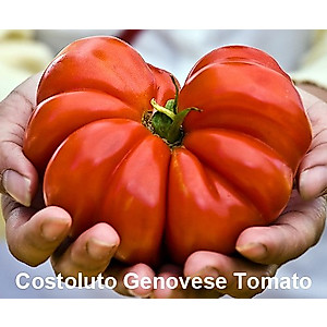 ***Mixed Seeds!!!*** This is A Mix!!! 30+ Giant Tomato Seeds, Mix of 22 Varieties, Heirloom Non-GMO, US Grown, Brandywine Black, Red, Yellow & Pink, Mr. Stripey, Old German, Black Krim, from USA