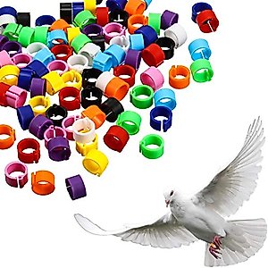 Weewooday 300 Pieces 8 mm Pigeon Leg Bands Ring Bird Quail Chicken Plastic Multi Color Foot Bands Clip on Leg Rings for Chicks Bantam Finch Dove Lovebird Small Poultry