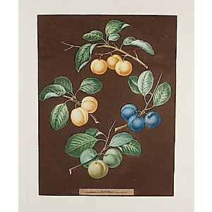 [Plums] Drap d'Or, White Gage Plum, Blue Gage Plum, Green Gage