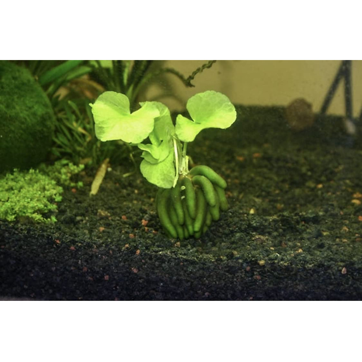 Marcus Fish Tanks 2 Banana Plants (Nymphoides Aquatica) Live Aquarium Plants - Buy 2 Get 1