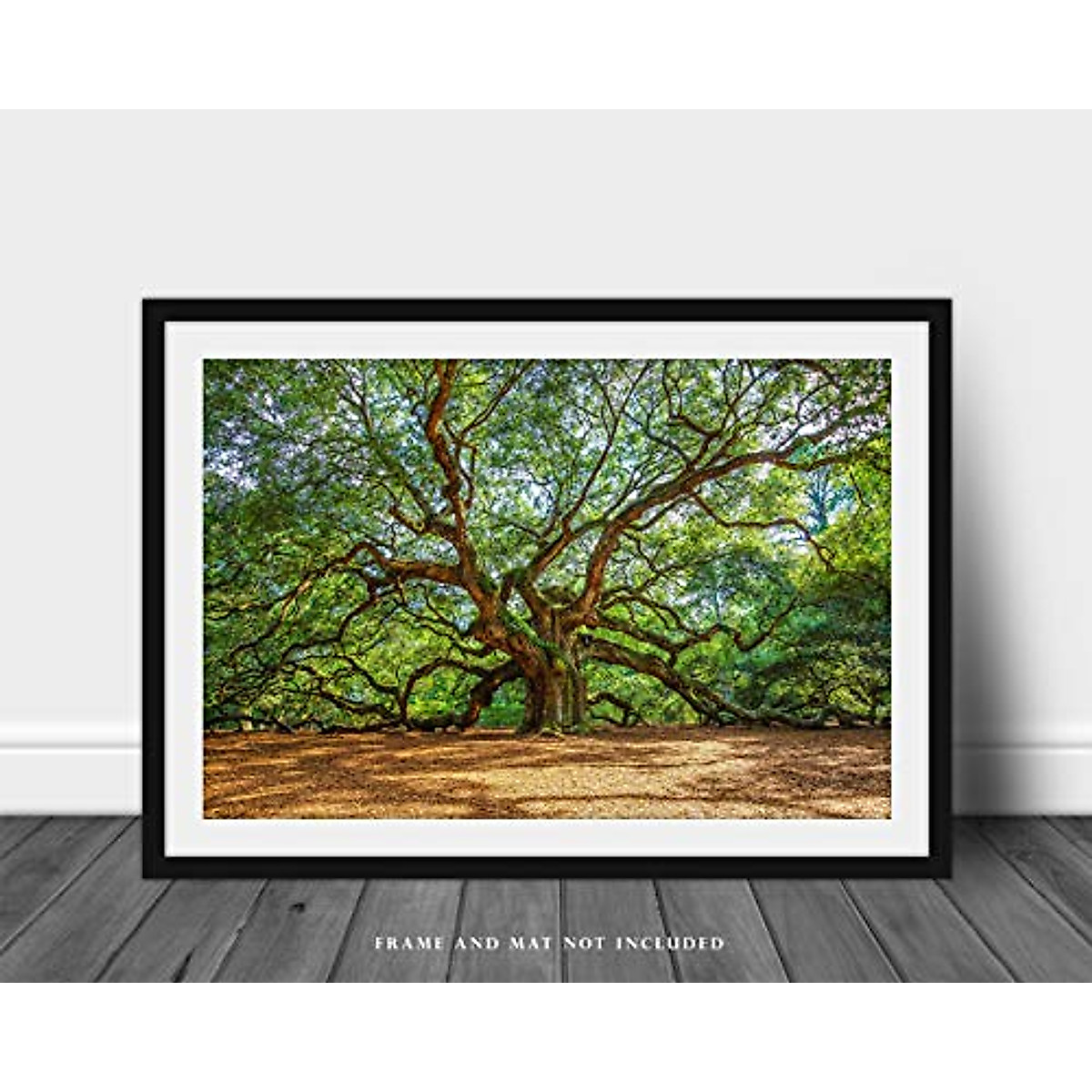 Nature Photography Print (Not Framed) Picture of Angel Oak Tree on Summer Day near Charleston South Carolina Southern Wall Art Lowcountry Decor (4" x 6")