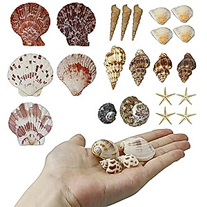 WEOXPR Mixed Sea Shells, 100+ Pcs Beach Seashells Starfish, Various Sizes Ocean Seashells for Fish Tank Vase Fillers, Beach Theme Party Wedding Decor, Candle Making, DIY Crafts, Home Decorations