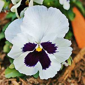 Pansy Seeds Viola Wittrockiana Perennial Fragrant Evergreen Deer Resistant Bed Border Edging Container Otdoor 250Pcs Mixed Colors Flower Seeds by YEGAOL Garden