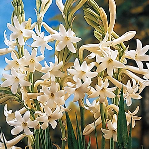 Mexican Tuberose Bulbs - Single White - 9 Bulbs - White Flower Bulbs, Tuber Easy to Grow & Maintain, Fragrant, Container Garden