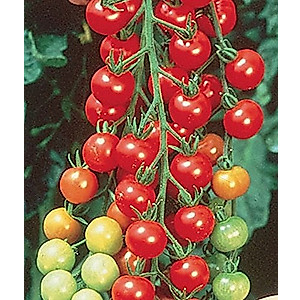 Super Sweet 100 Hybrid Tomato - Amazingly Sweet Long pendulous Clusters(25 - Seeds)