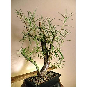 Tree Plant - Bonsai Tree, Australian Willow Tree Cutting, Thick Trunk, Fastest Growing Bonsai