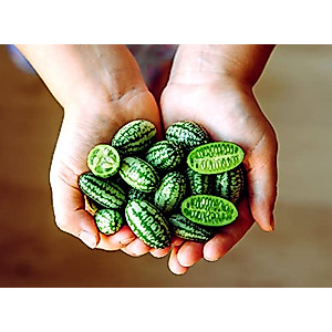 Mouse Melon Seeds | 20 Seeds | Grow This Exotic and Rare Garden Fruit | Cucamelon Seeds, Tiny Fruit to Grow