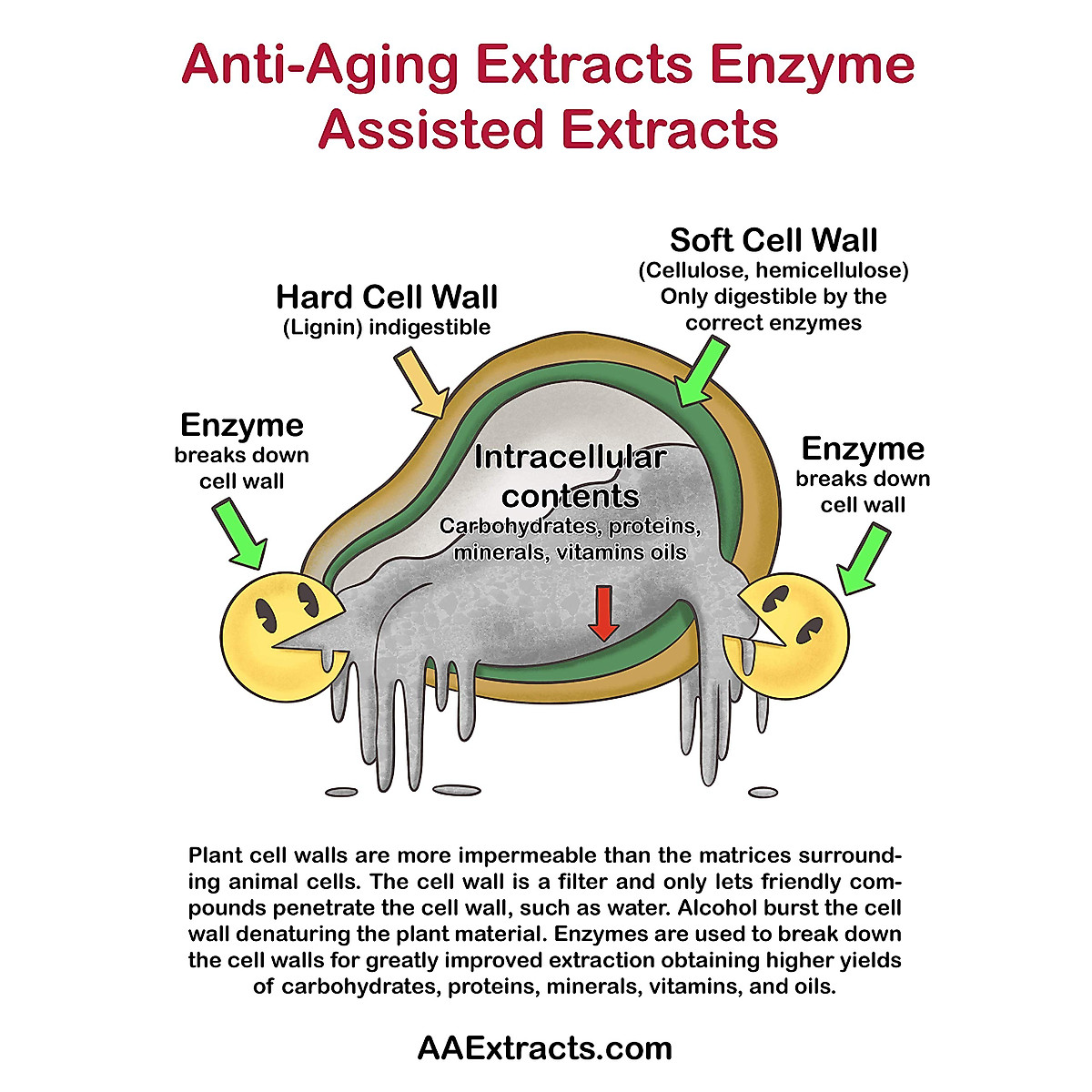 Anti-Aging Extracts Green Tea Extract – Cosmeceutical Grade Green Tea Extract Liquid for Skincare and Haircare – Pure and Organic Green Tea Extract for Skin with Anti-Aging Properties – 8-oz