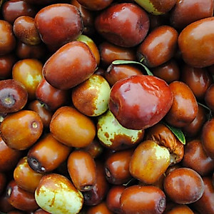 Lang Jujube Tree for Planting Garden, 3 to 4 Ft Tall Fruit Tree