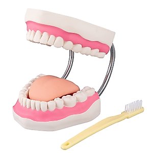 LVCHEN Mouth Model for Speech Therapy - 6 Times Dental Hygiene Teeth Models Dental Model with Movable Tongue and Denture Toothbrush
