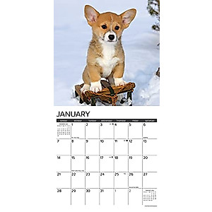 Willow Creek Press Corgi Puppies Monthly 2024 Wall Calendar (12" x 12")