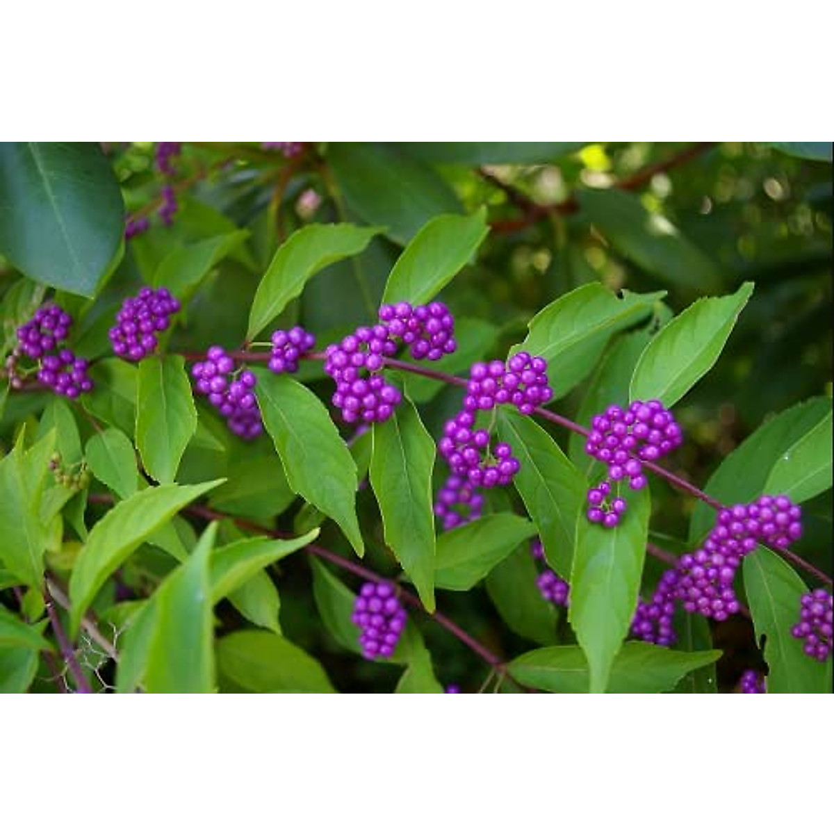 200 American Beautyberry Seeds for Growing Planting Growing Outdoor Indoor Perennial Ornaments Can Grow Pots Gift Garden