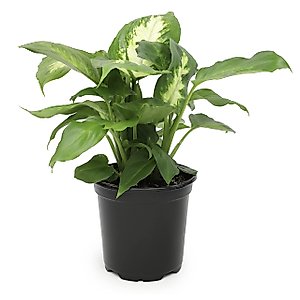 Dieffenbachia Live Plant, Dumbcane Live House Plants Indoors Live Indoor Plants, Mother in Law Tongue Plant Live Plants Indoor Plants Live Houseplants, Indoor Plant House Plant Live by Plants for Pets