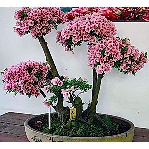 Japanese Flowering Cherry Blossom Bonsai Seeds, Sakura Bonsai Seeds - Fresh Exotic Rare Bonsai Seeds - (10 Seeds)