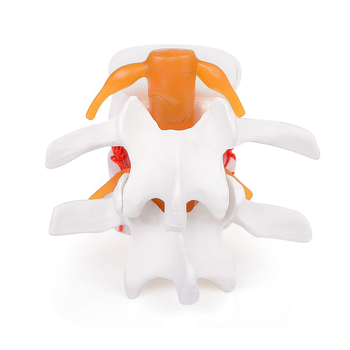 Human 1:1.5 Anatomical Lumbar Vertebral Spine Model,Vertebral Spine Anatomical for Study Eucation White Color