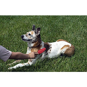 FURemover Pet Hair Removal Broom and Lint Brush Combo with Squeegee and Telescoping Handle That Extends from 3-5', Lint Brush Colors May Vary