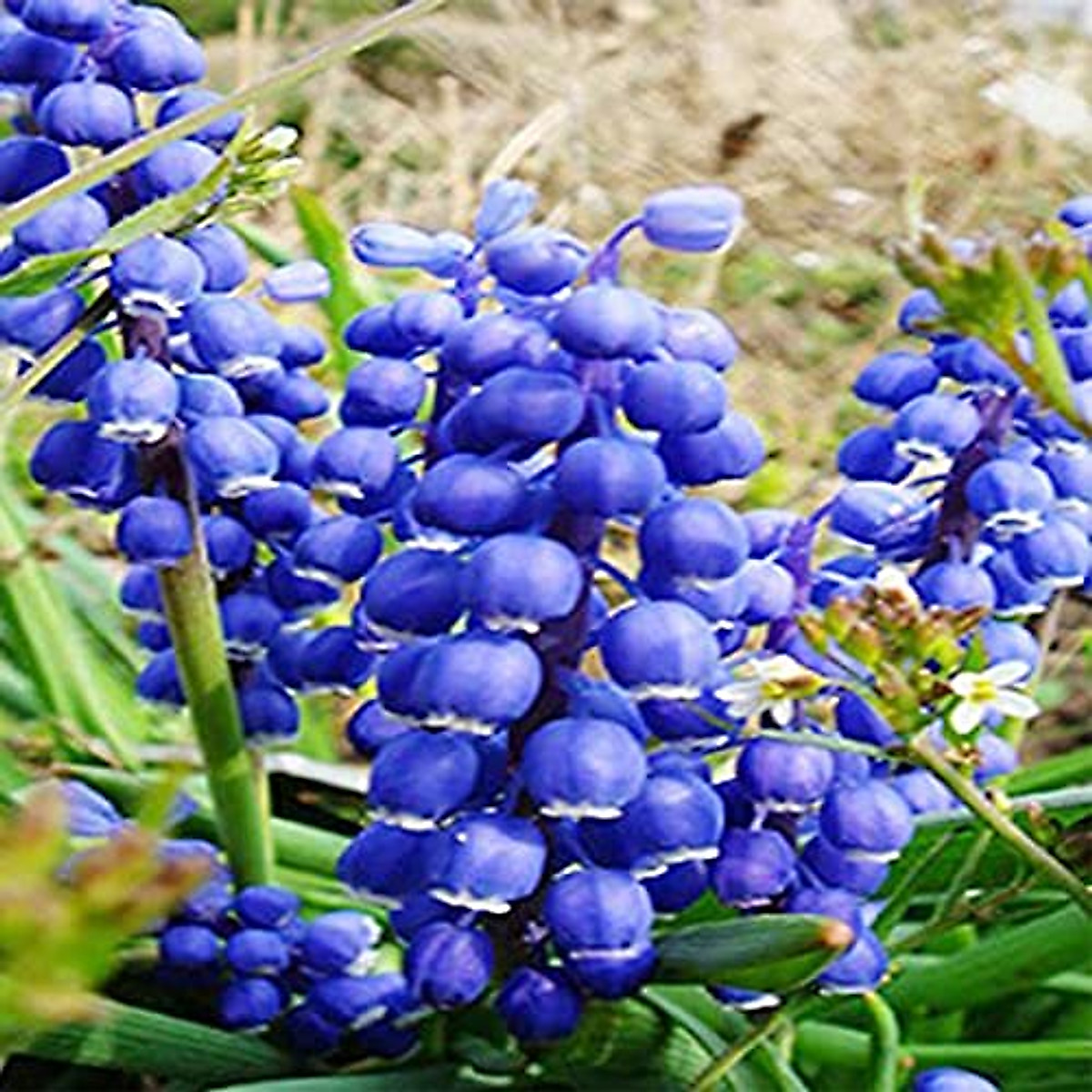 QAUZUY GARDEN 100 Lily of The Valley Seeds, Blue May Bells, Our Lady's Tears, Mary's Tears, Muguet, Glovewort, Apollinaris Seeds - Fragrant Perennial Herb Flower