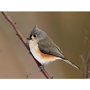 JINTU 500-1000mm f/8 Manual Telephoto Lens + T-Mount for Canon EOS Rebel SL2 SL1 T3 T3i T4i T5 T5i T6 T6i T6s T7 T7i 4000D 6D 7D 60D 70D 77D 80D 5D II/III/IV 550D 650D SLR Camera Lenses