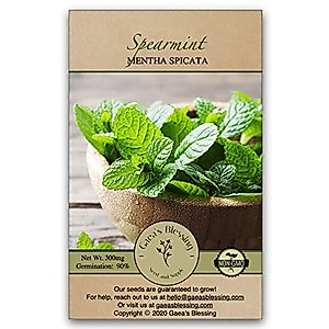 Gaea's Blessing Seeds - Mint Seeds - Non-GMO Seeds with Easy to Follow Planting Instructions - Spearmint - 90% Germination Rate
