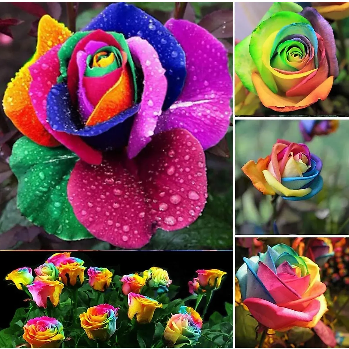 200+ Rare Multicolored Rainbow Rose Seeds for Home Garden Planting