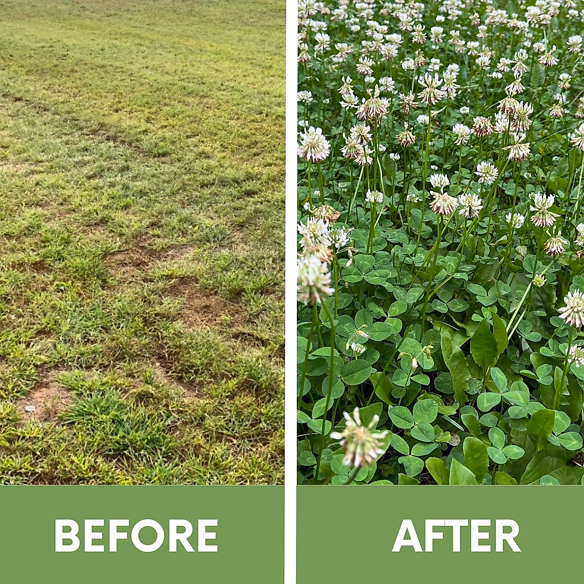 Flawn Seed Dutch White Clover Seed, Low Maintenance, Eco/Pollinator Friendly Flowering Lawn, Kid, Pet, Grass Alternative, Easy Open Compostable Pouch, Easy Spread Up to 500 SqFt