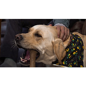 HERO | Bonetics | Dog Bones | Puppy Bones | Designed for Large Dogs Up to 65 lbs (Beef Flavor)