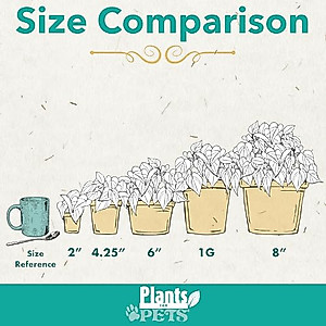 Plentiful Pothos & Philodendron (6-Pack), Pothos Live Plant Decor, Office Plants, Real Plants, Easy Indoor Plant, House Plants Indoors Live Plants Indoor Plants Live Houseplants by Plants for Pets