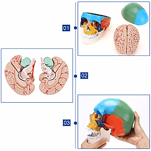 ASINTOD Human Color Skull Model with Brain, Life Size Anatomical Model, Color Coded Partitioned Skull, 8 Part Brain Human Skull Anatomical Model