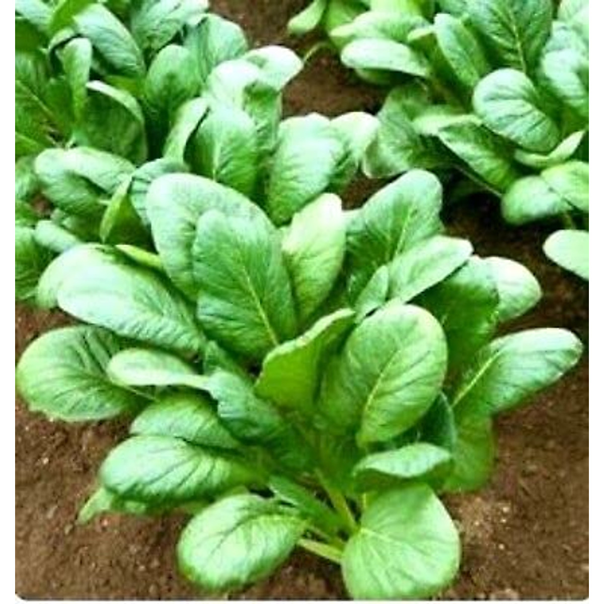 500 Komatsuna Tendergreen Spinach Mustard Seeds for Planting Heirloom Non GMO 1 Gram of Seeds Garden Vegetable Bulk Survival