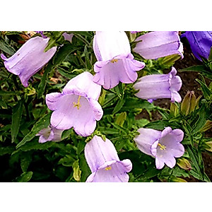 Canterbury Bells Campanula Medium Bluebells Flower Garden About 100 Seeds for Planting