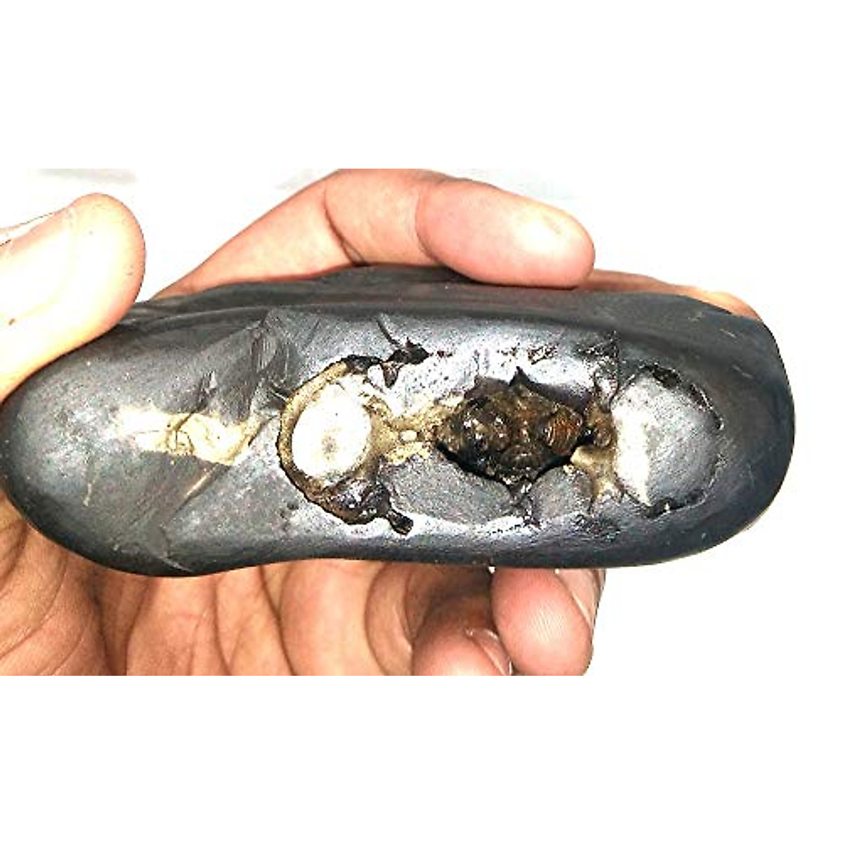 Rudrakshguru Krishna Shaligram/Madana Gopala Salagram - Gandaki River Nepal
