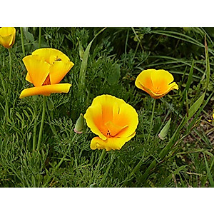 California Poppy | Flower Seed Grow Kit | The Jonsteen Company