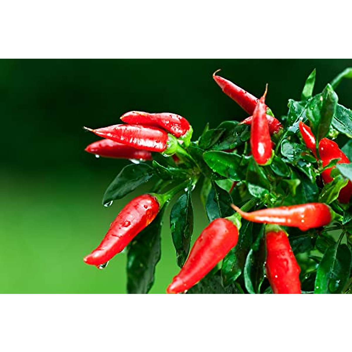"Tabasco" Red Hot Chili Pepper Seeds for Planting, 50+ Heirloom Seeds Per Packet, (Isla's Garden Seeds), Non GMO Seeds, Botanical Name: Capsicum frutescens, Great Home Garden Gift