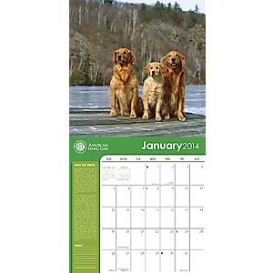 2014 Golden Retrievers - American Kennel Club Wall
