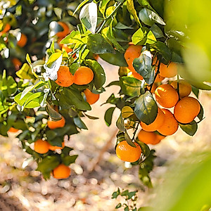 QEVJEKR 200+ Mix Dwarf Bonsai Fruit Tree Seeds for Planting, 4 Variety Individual Packs, 50+ Lemon Tree Seeds 50+ Cherry Tree Seeds 50+ Orange Tree Seeds 50+ Apple Seeds Organic Heirloom Fruit Seeds