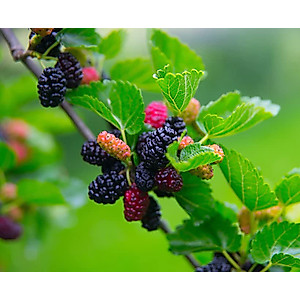 600+ Mix Fruit Seeds Combo Pack - 6 Variety Non-GMO Heirloom and Organic, Strawberry Seeds Raspberry Seeds Mulberry Seeds Apple Seeds Orange Seeds Blueberry Seeds for Planting Home Garden