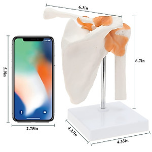 RONTEN Medical Shoulder Anatomy Model with Functional Ligaments, Life Size Anatomical Human Shoulder Joint Model for Science Class Medical Teaching Display Model (Includes a Base)