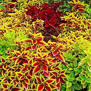 Park Seed Giant Exhibition Complete Mix Coleus Seeds, Popular Colorful Houseplants, Pack of 20 Seeds