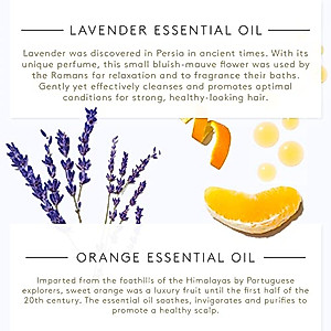 Rene Furterer COMPLEXE 5 Stimulating Plant Concentrate - Pre-Shampoo Detox Scalp Treatment - Orange & Lavendar Essential Oils - 1.6 fl. oz.