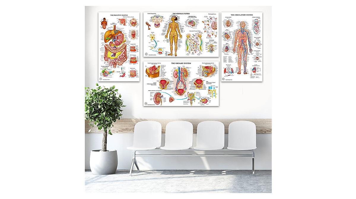 11 Human Anatomy Posters - Perfect for Medical Study