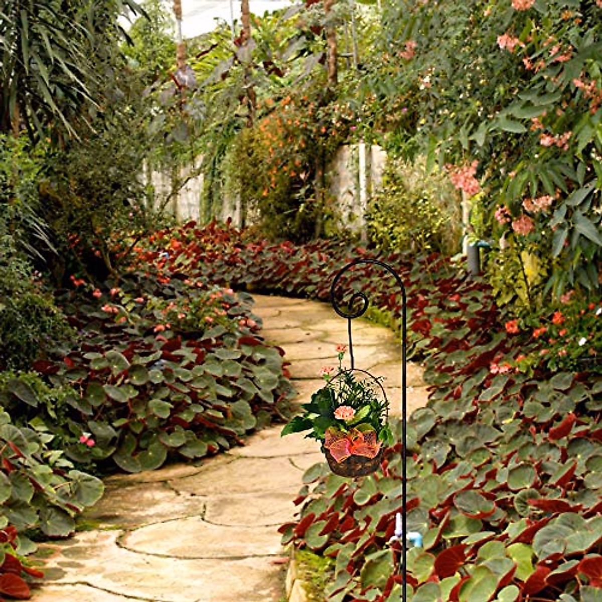 Ashman Shepherd Curled Hook (6 Pack), 35 Inch Tall 1/4 Inch Thick, Made of Premium Metal for Hanging Bird Feeders, Mason Jars, PlantHangers, Flower Basket, Christmas Lights, Lanterns, and Weddings