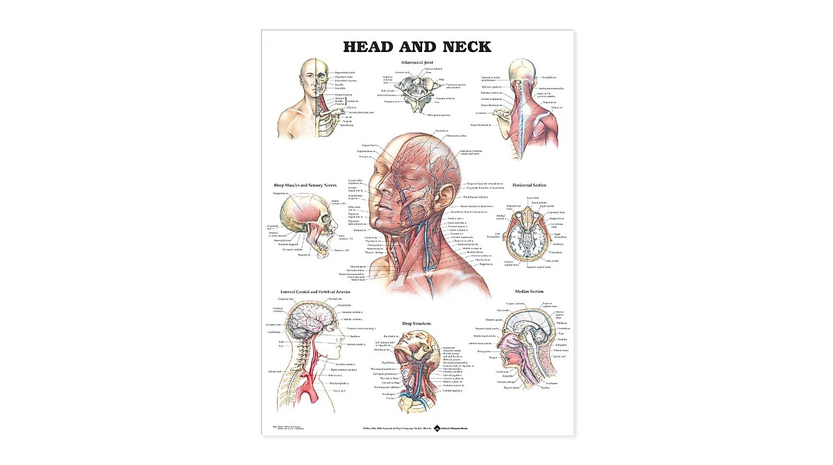 Head and Neck Anatomical Chart for Medical Education and Reference