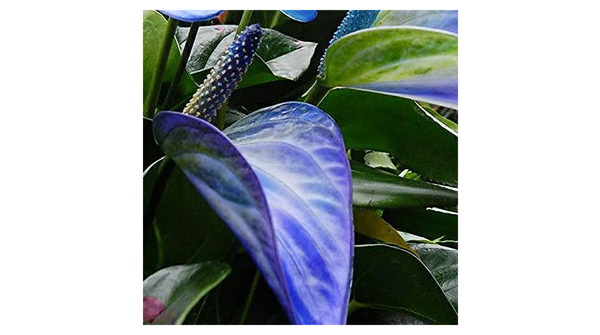 Blue Anthurium Seeds - Exotic, Easy-to-Grow Tropical Plant for Indoors ...